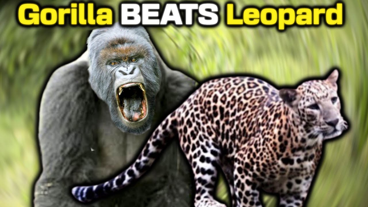 Why GORILLAS beat LEOPARDS