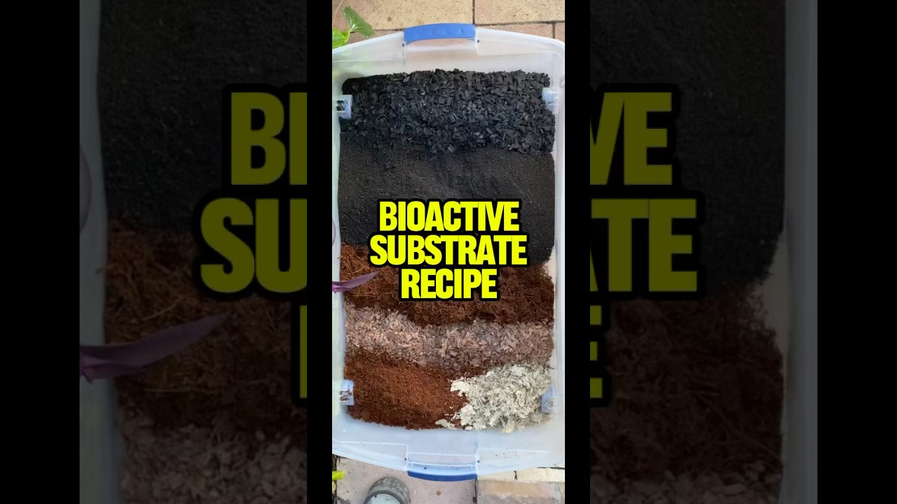 Save this Bioactive Substrate recipe for your next enclosure!