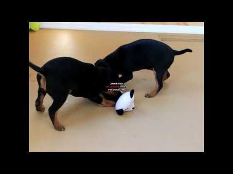 Miniature Pinscher Puppies For Sale