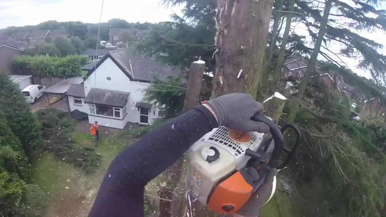 Conifer Dismantle