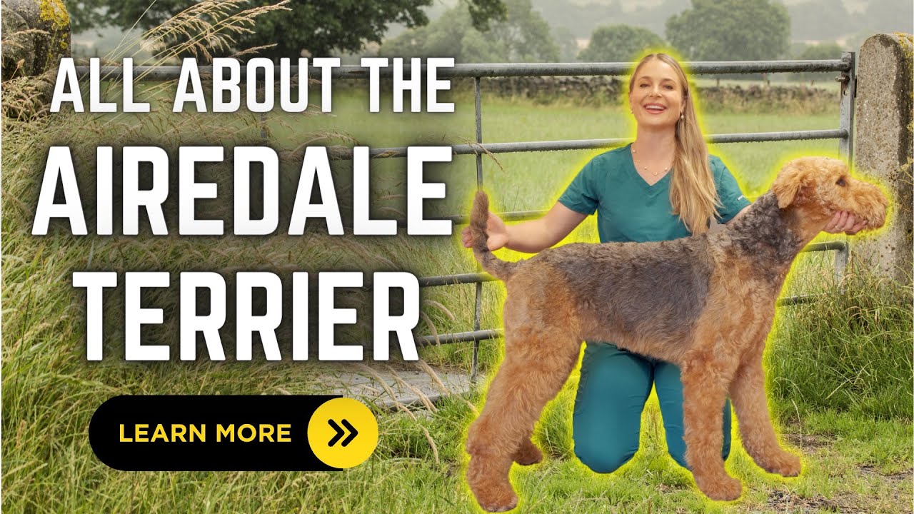 All about the Airdale Terrier!? | Learn all about this loyal war dog & versatile dog breed!