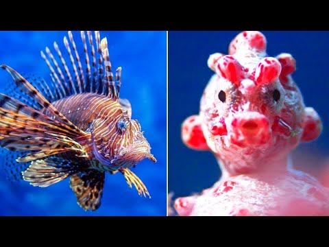 Fish With The Best Camouflage