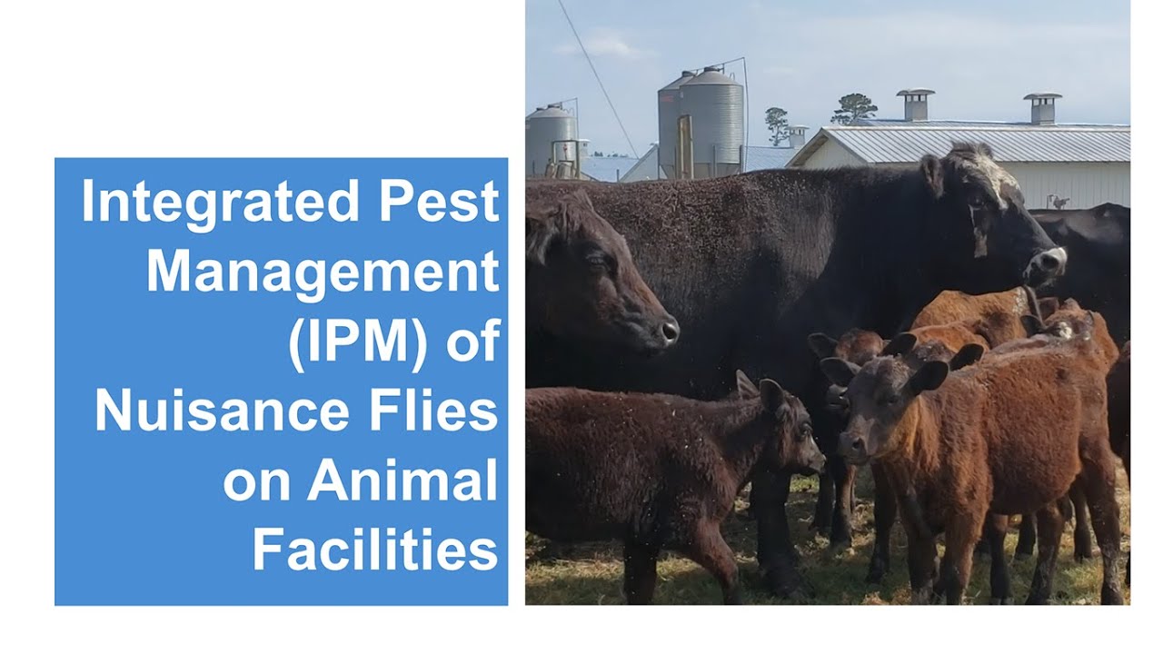 Integrated Pest Management (IPM) of Nuisance Flies on Animal Facilities