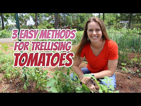 3 Easy Types of Tomato Trellis Options