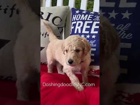 Goldendoodle puppies so cute located near Raleigh NC