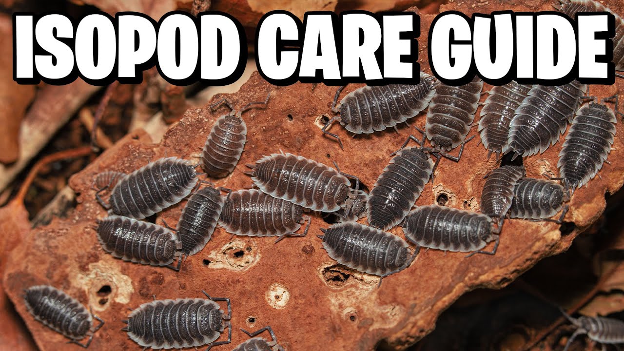 Isopod Care and Breeding Guide