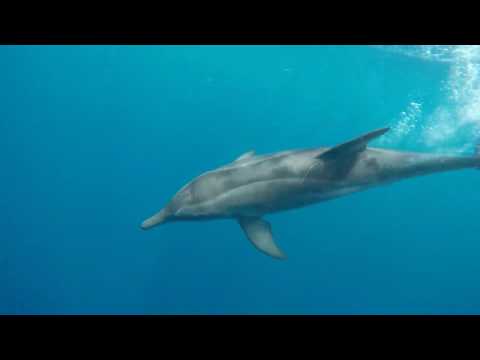 Great encounter with curious dolphins!