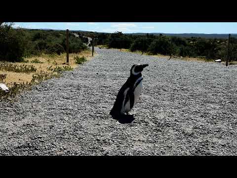Penguins Crossing the Trail Close View | Punta Tombo, Argentina
