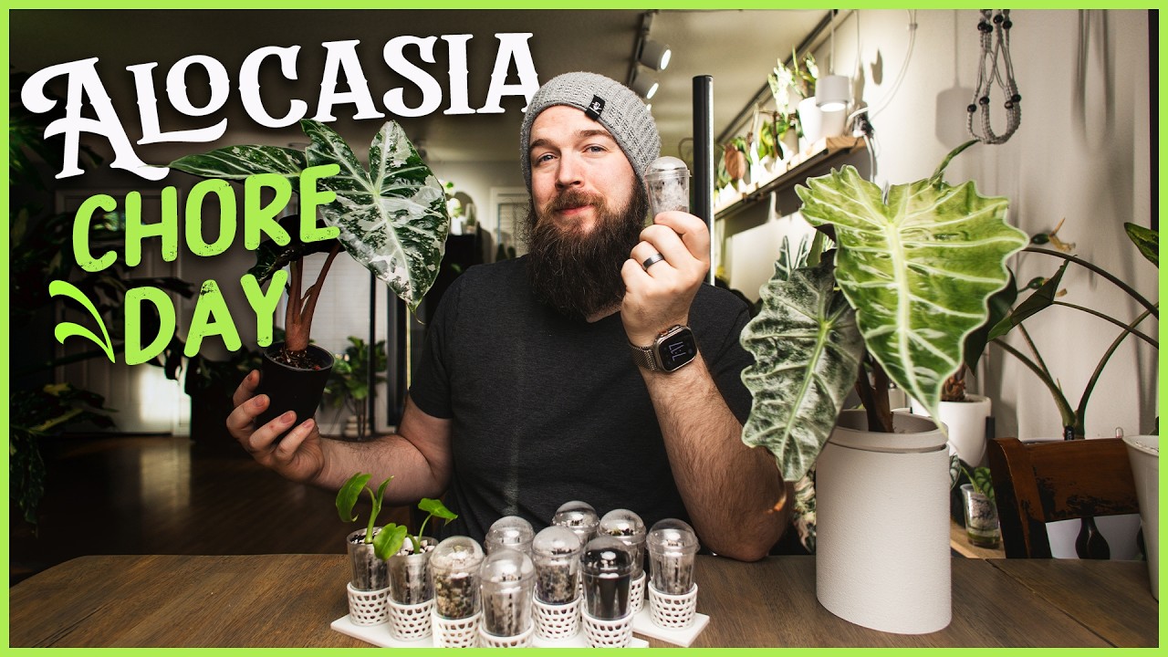 Alocasia Chore Day