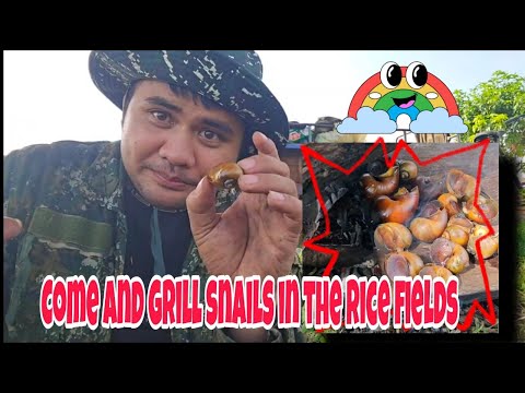 Come and grill snails in the rice fields, it's so delicious