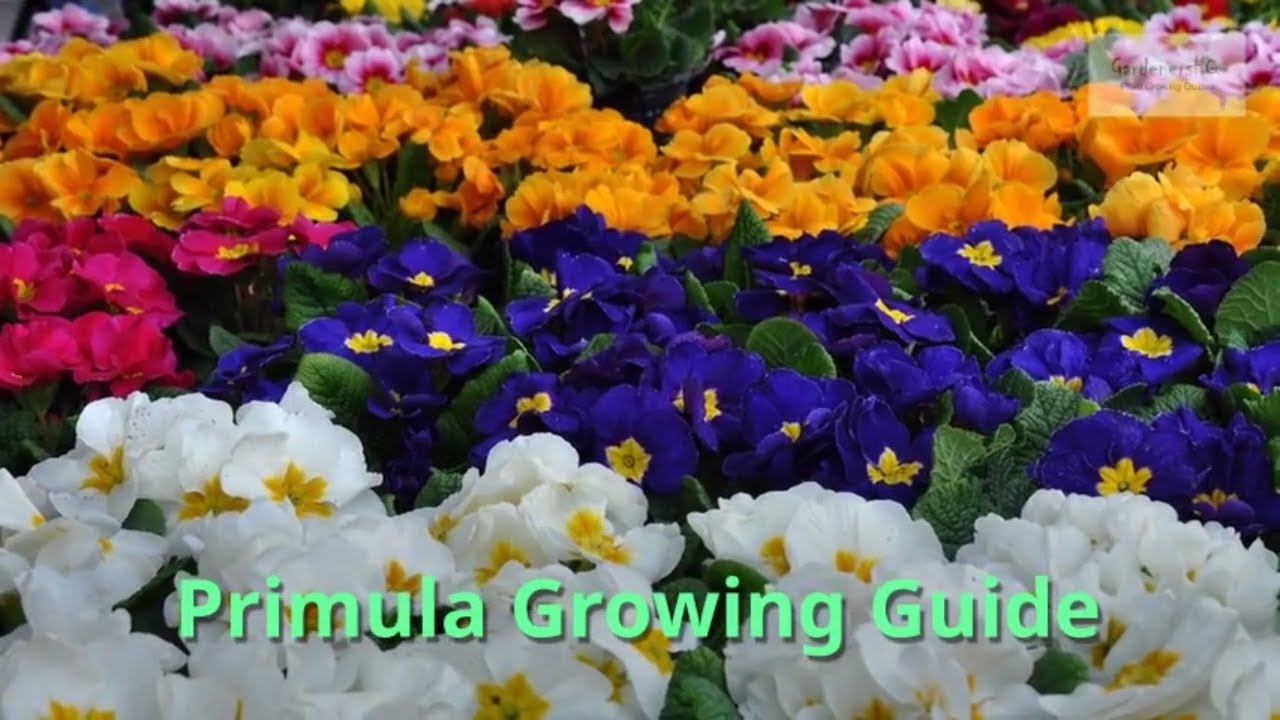 Primula Growing Guide (Cowslip) by GardenersHQ