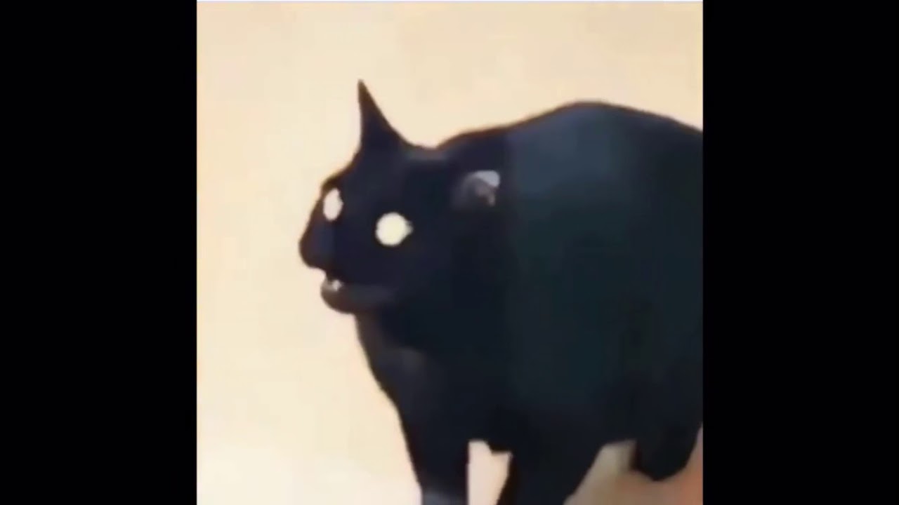 CAT MEOWING (HEADPHONE WARNING)