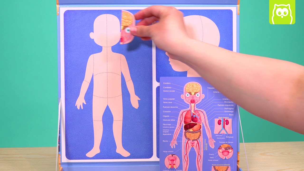 Human body magnético multi lenguaje en Eurekakids