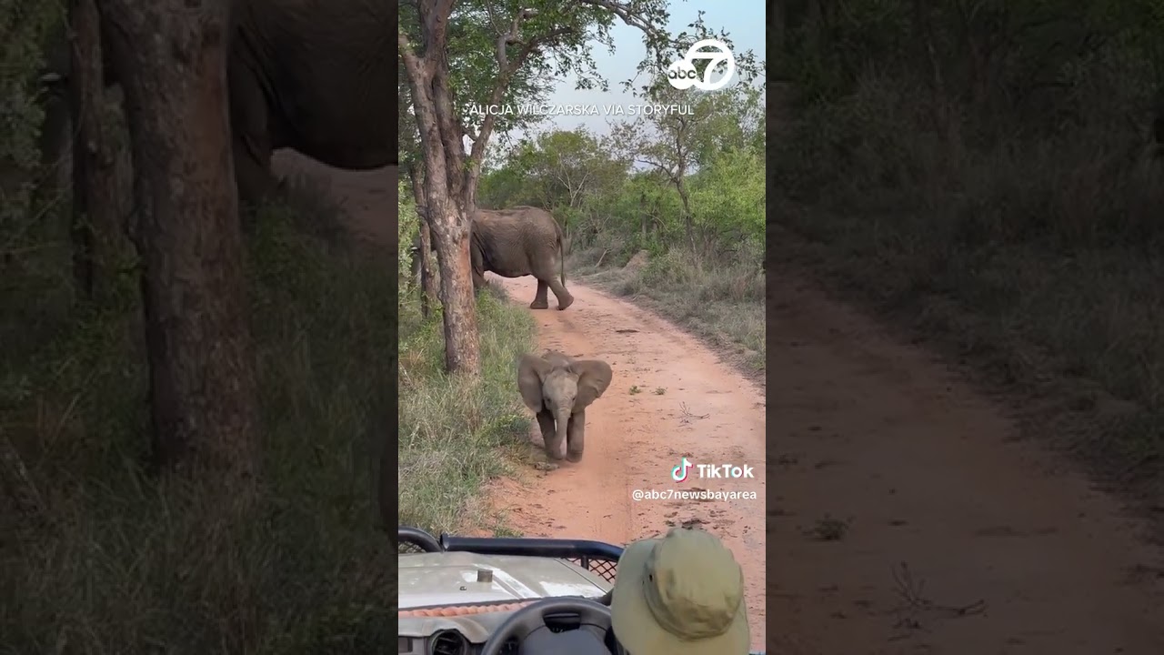 Baby elephant's adorable charge delights safari park tourists