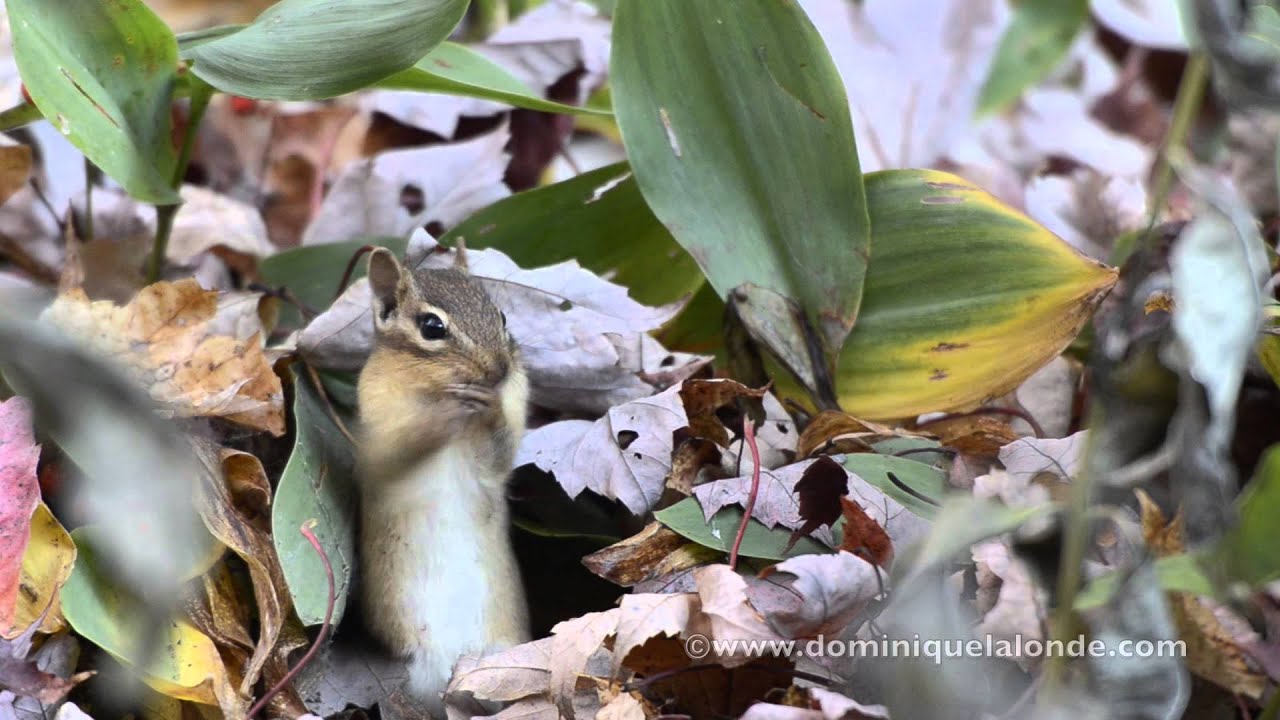 Tamia rayé / Eastern Chipmunk