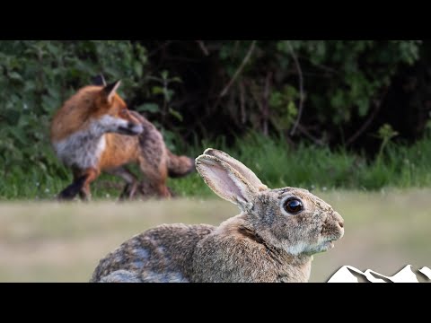 On Test: Barnes Varmint Grenade