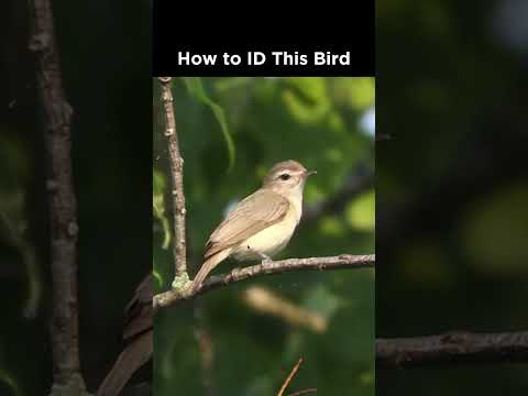 Can you identify this pale songbird?