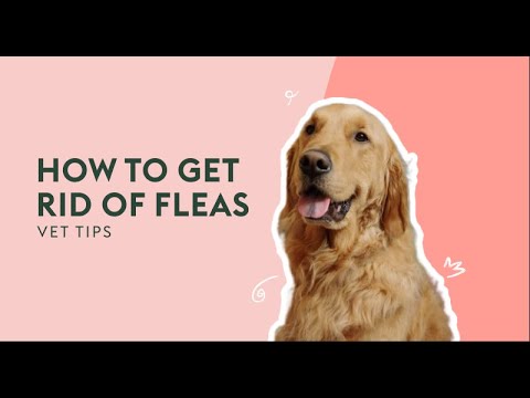 How To Get Rid Of Fleas | Vet Tips