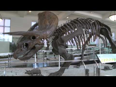 How Do Dinosaurs Get Their Names?