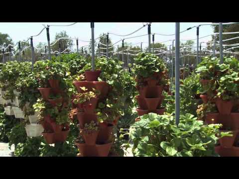 Alegria Fresh - Hydroponic Demonstration Farm, Orange County Great Park
