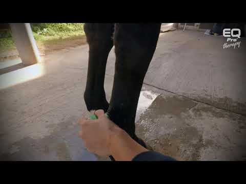 HORSE HINDLIMBS - Tendon and Ligament Pathologies - Tendon and Ligament Calcifications
