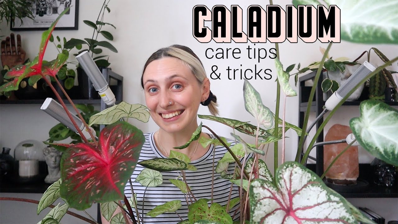 CALADIUM CARE TIPS & TRICKS