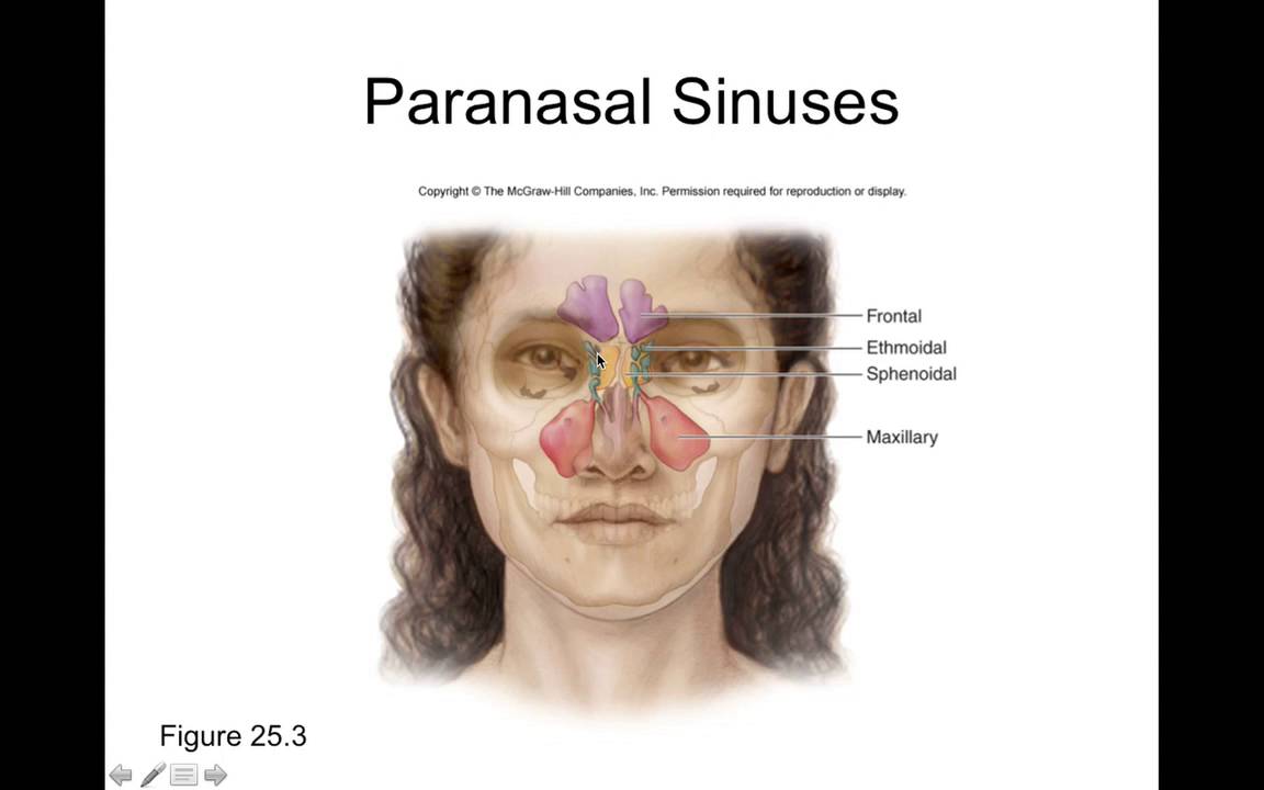 Chapter 25 Respiratory System Part1