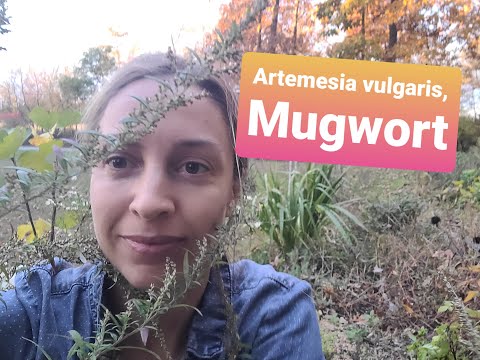 Artemesia vulgaris, Mugwort the Lucid Dream Herb, Smudging with Mugwort Before Bed Magic