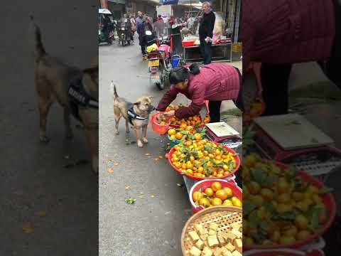 Cute Dog Running Errands