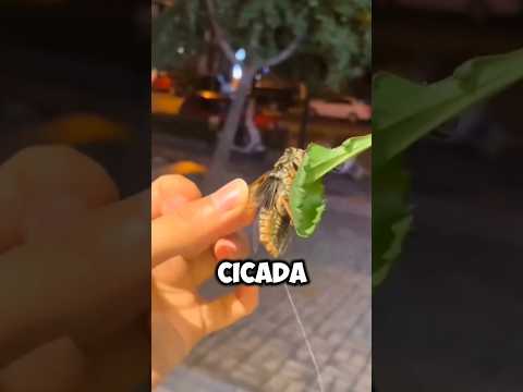 The Insect That Can Call The Rain #cicadas #cicada #animalfacts