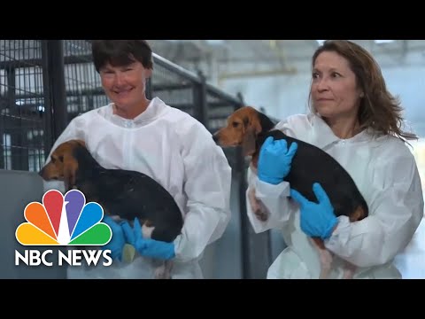Inside The Rescue Operation Of 4,000 Beagles From A Medical Facility