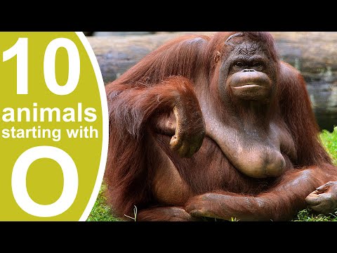 Learn 10 Animal Names in English beginning with letter O. Learn how to pronounce animal names
