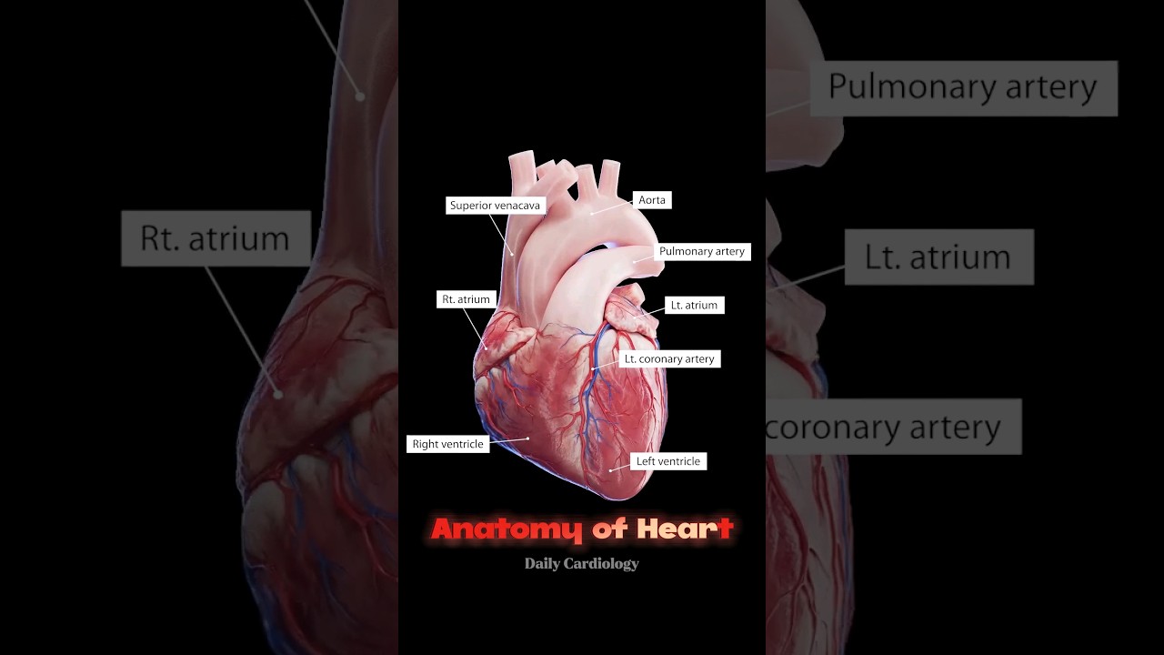Anatomy of HEART ❤️ #heart #anatomy #animation #cardiology #shorts