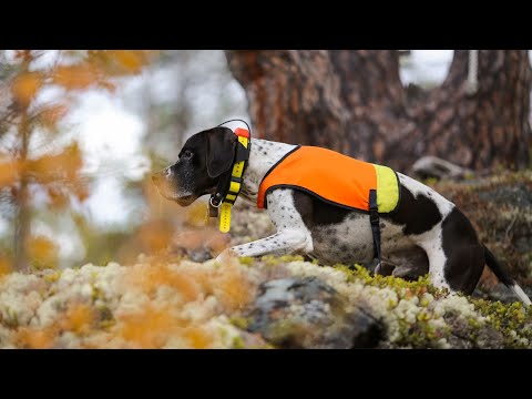 The Average Cost of Owning a Pointer Dog