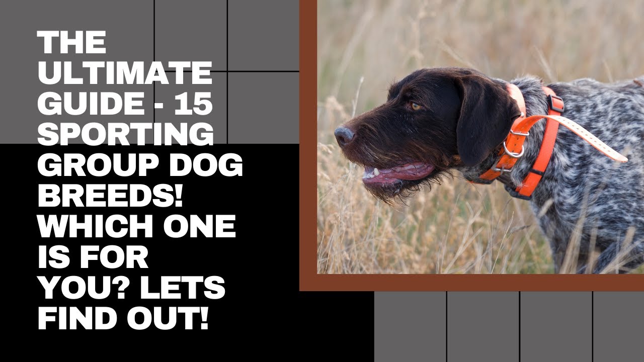 Top 15 Sporting Dogs