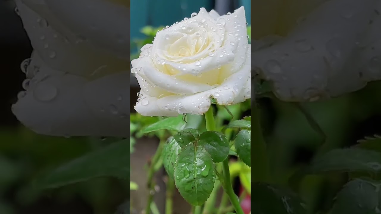 White Candlelight Rose Plant: A Touch of Elegance