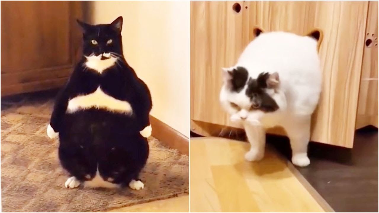 Funny Fat Cat Fails 2021 Compilation