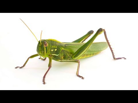 American Sign Language ASL Video Dictionary - grasshopper