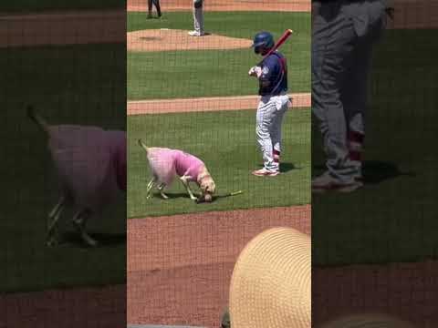 Bat dog! #dog #dogs #baseball
