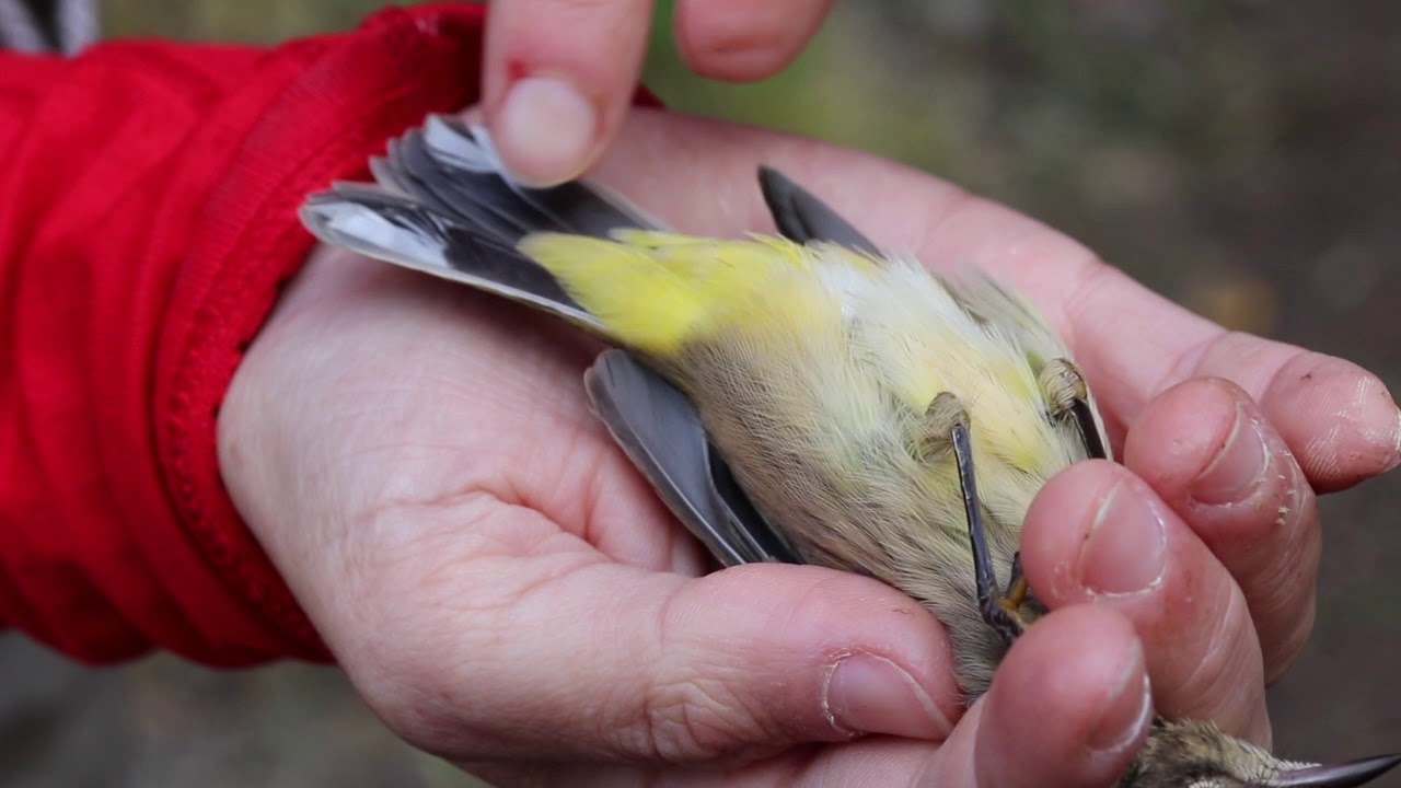 CFMS: Western Palm Warbler