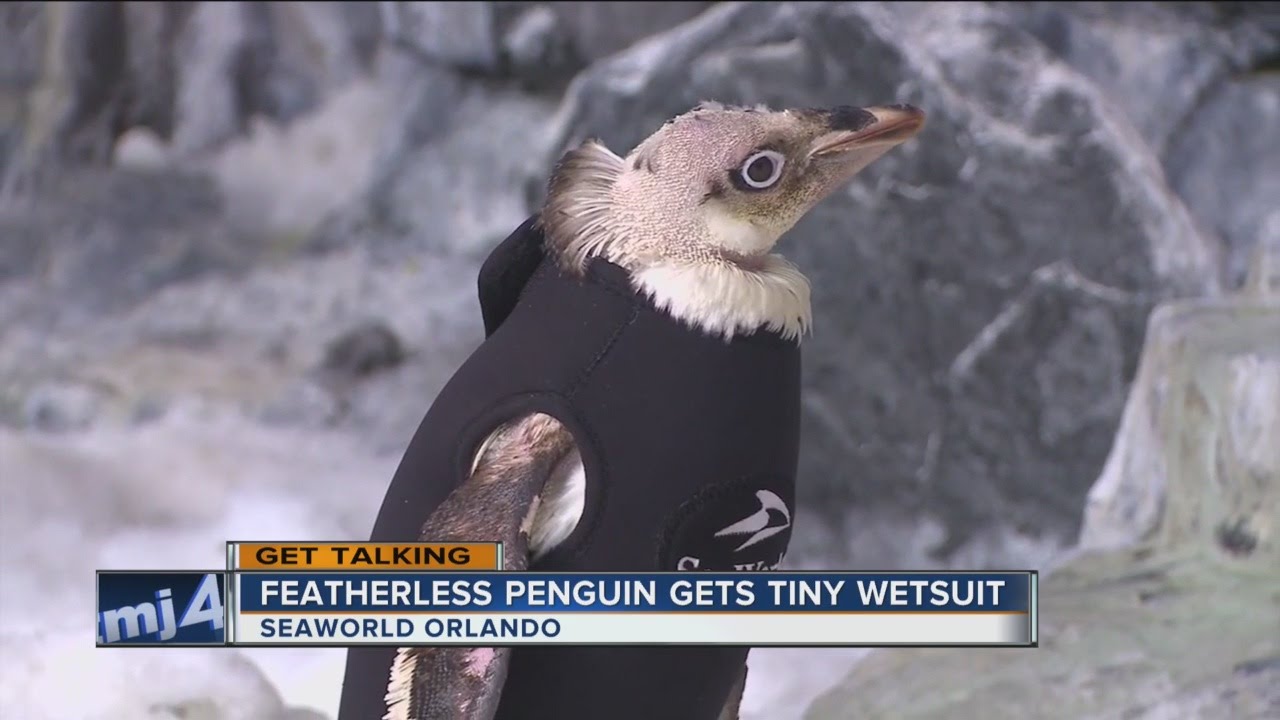 Featherless penguin gets some help