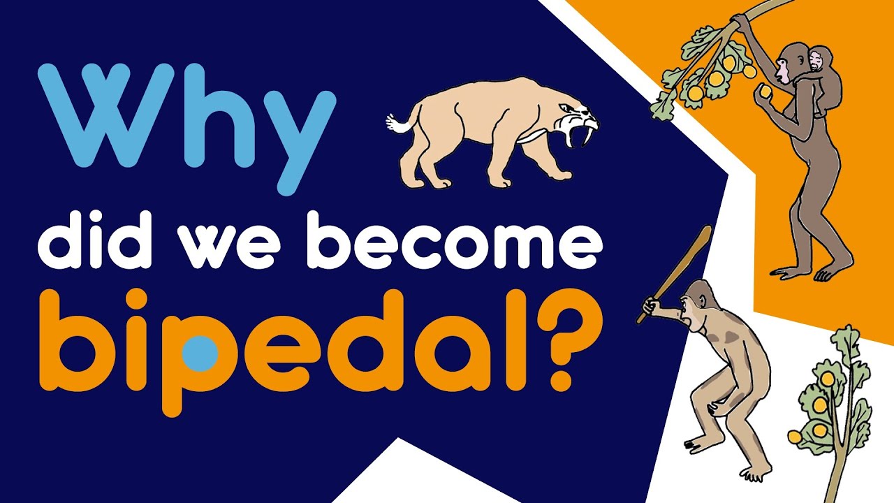 How we ended up on two legs?  Evolution of bipedalism