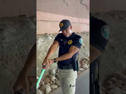 Apply to be a QC Park Ranger today