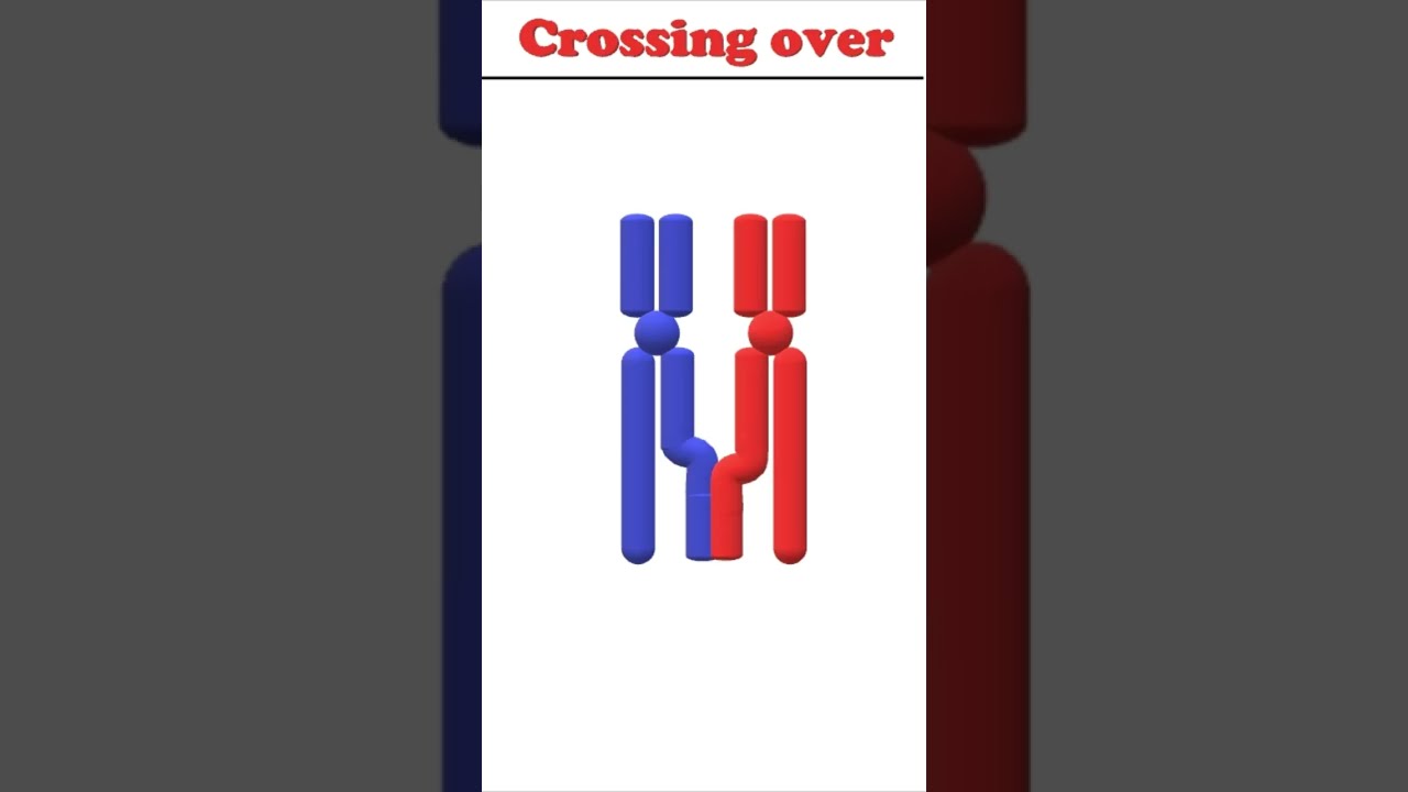 Crossing over #animation #biology #crossingover