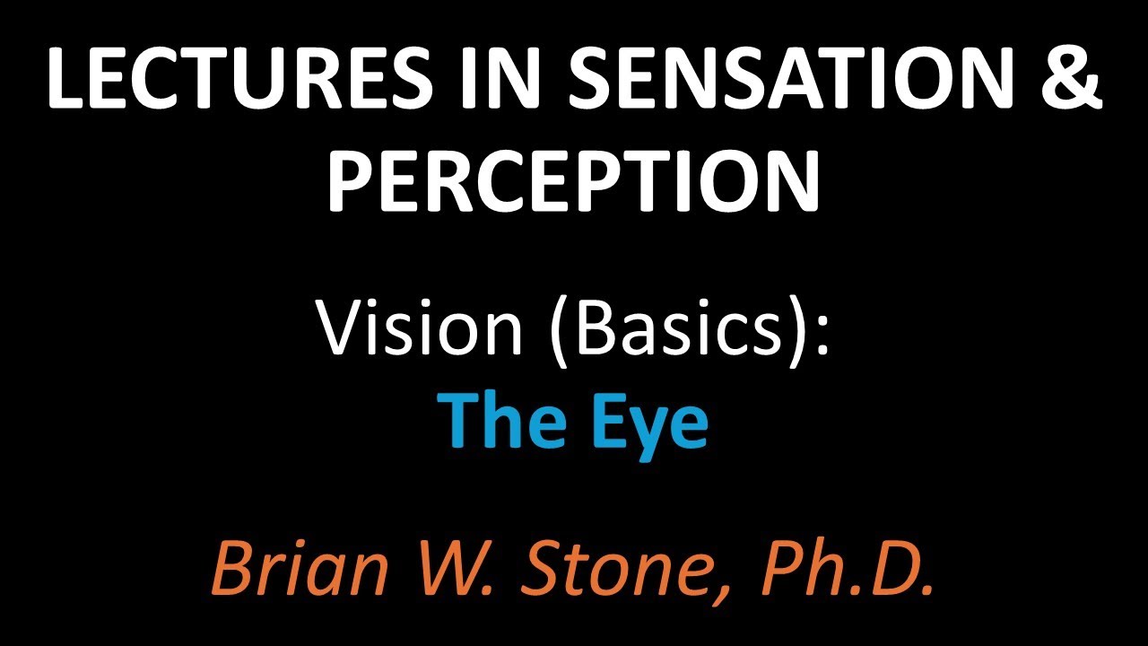Sensation and Perception - Vision Basics Pt1 - The Eye
