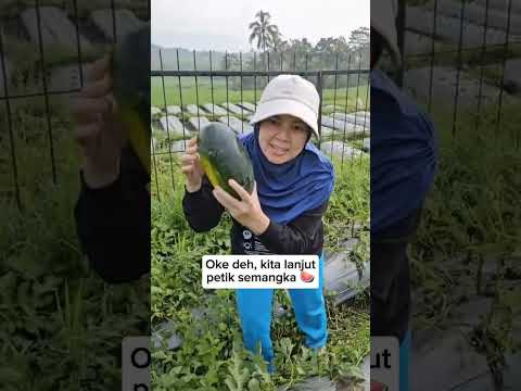 🍉Semangka Inul Bayar Seikhlasnya 🙌🏻✨