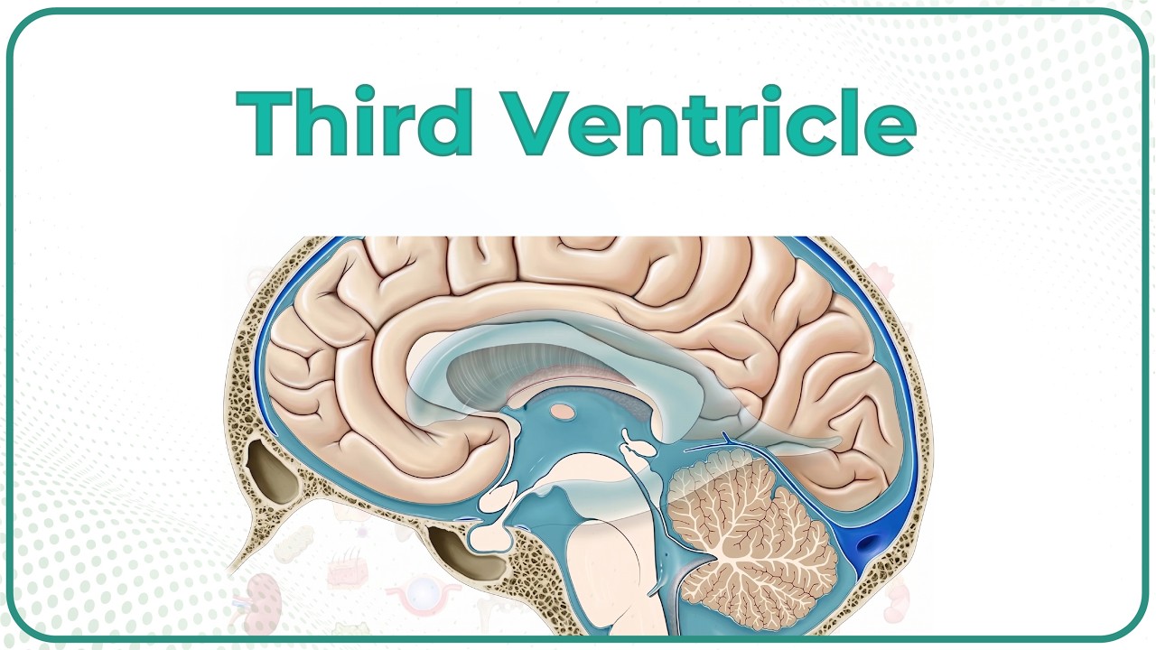 Third Ventricle Anatomy Animation ( Location, Recesses, Communications & Boundaries ) / Neuroanatomy
