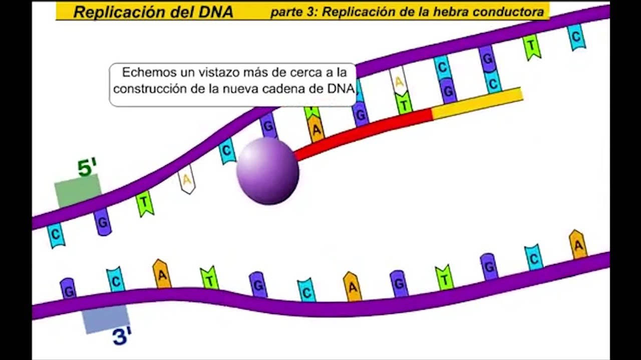 DNA replication