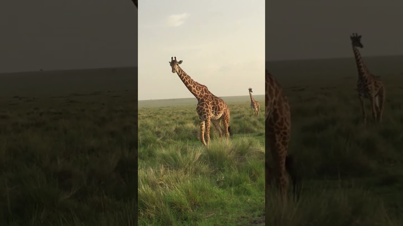 Stunning coat patterns of the Masai Giraffe #giraffe #wildlife #masaimara