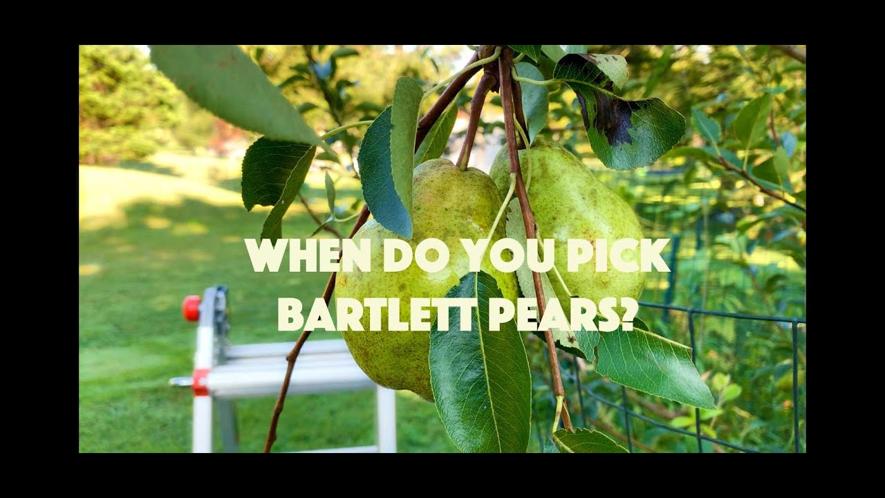 When Do You Pick Bartlett Pears?